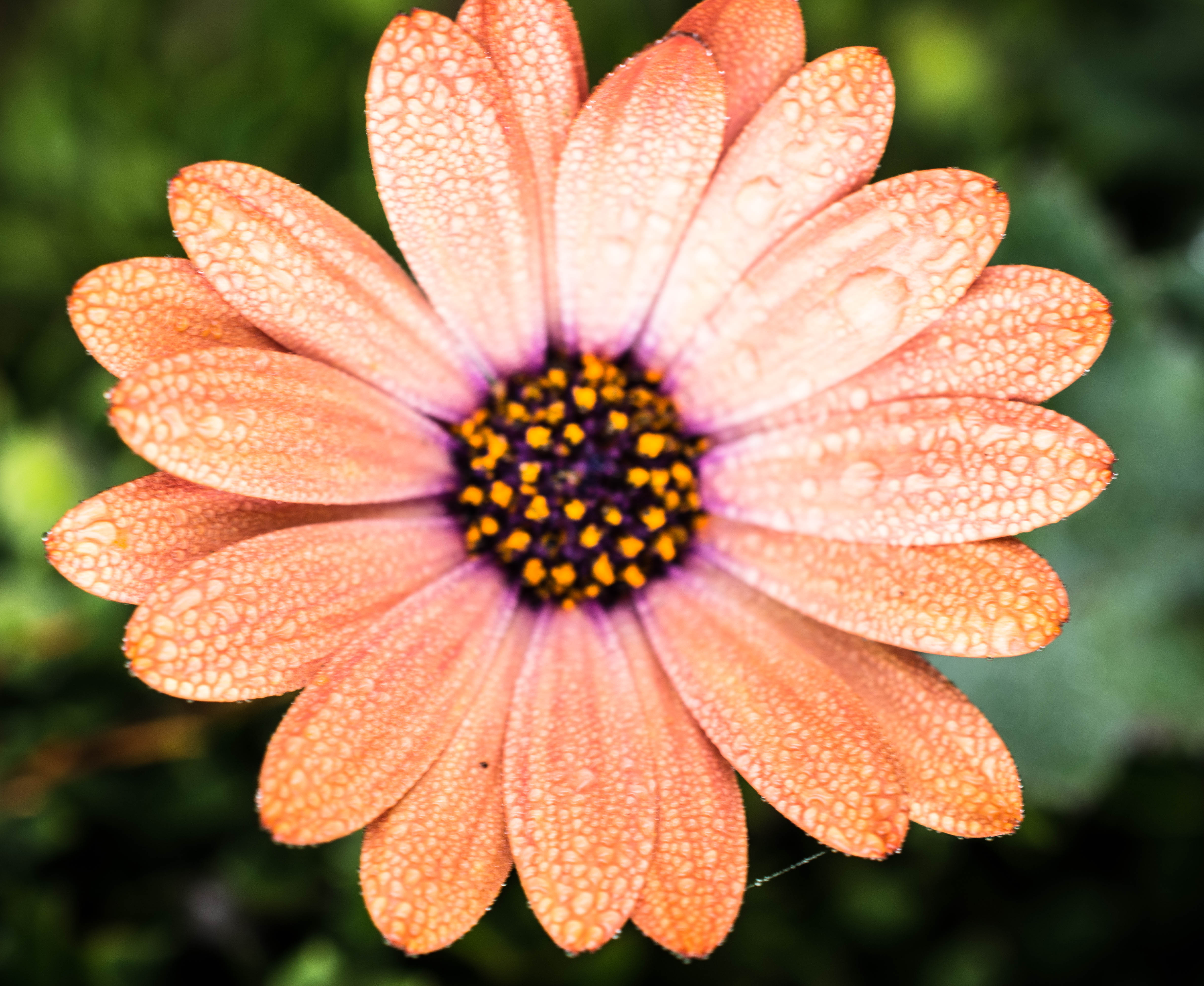 Dew Drop Daisy Cross Stitch Pattern - Hot Cross Stitching
